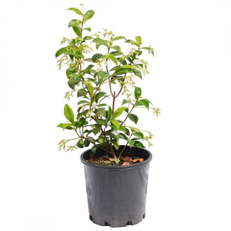 Chinese Star Jasmin - Garden Design Solutions