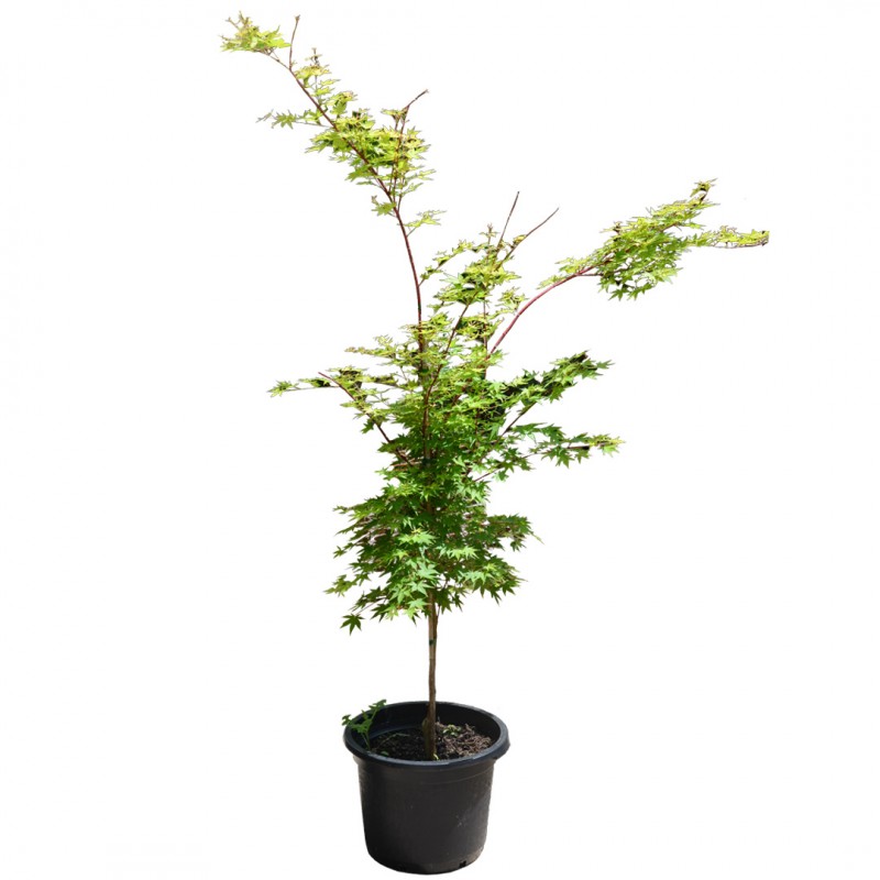 Japanese Maple - Garden Design Solutions