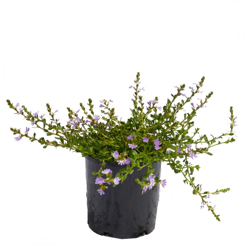 Fairy Fan Flower - Garden Design Solutions