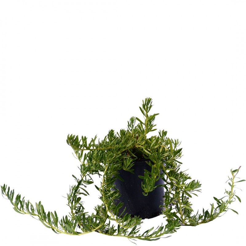 Creeping Boobialla | Online Plant Shop Adelaide