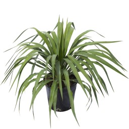 Soft Leaf Yucca | Online Plant Shop Adelaide